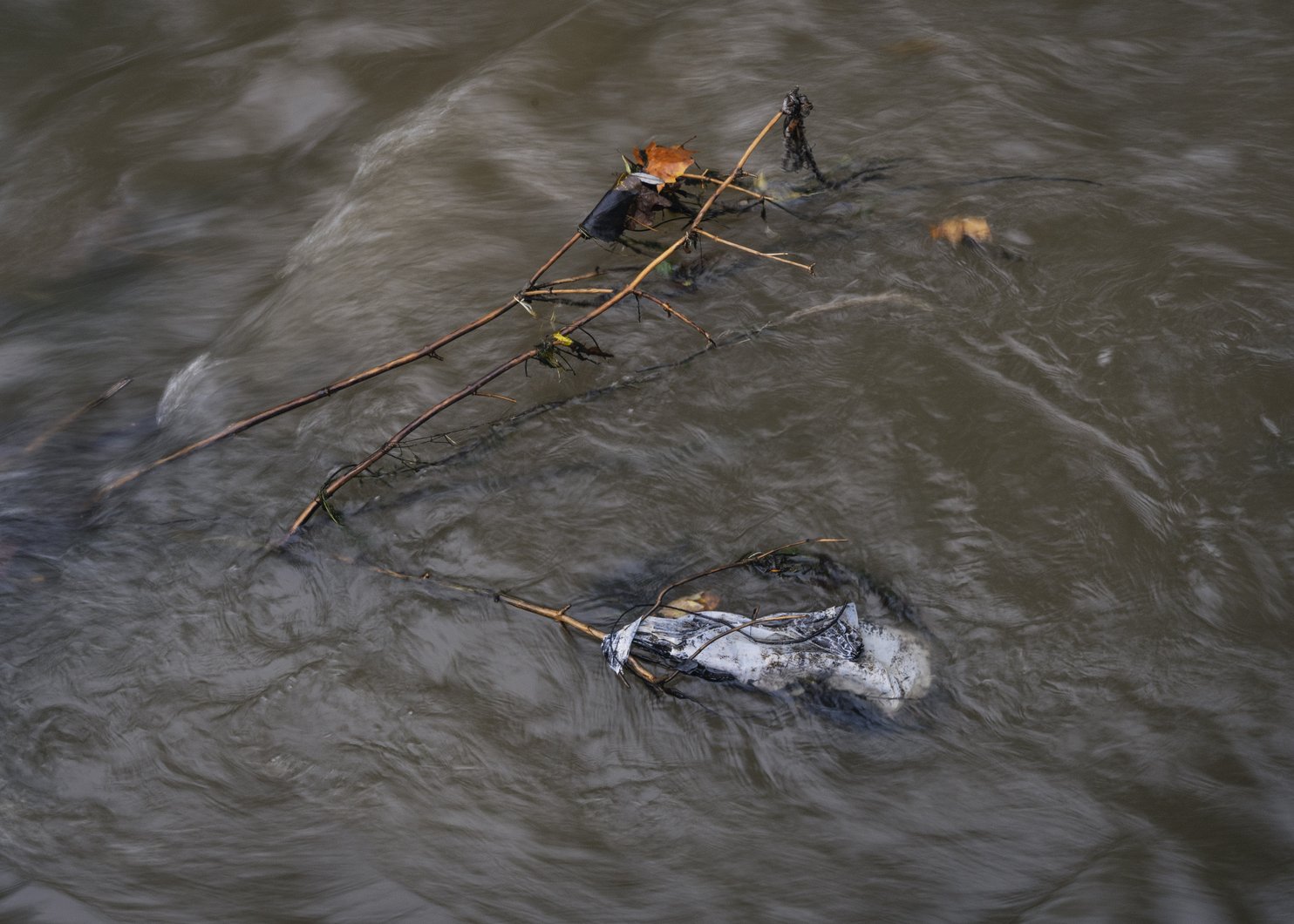 Dyle : La rivière est un chancre - Médor