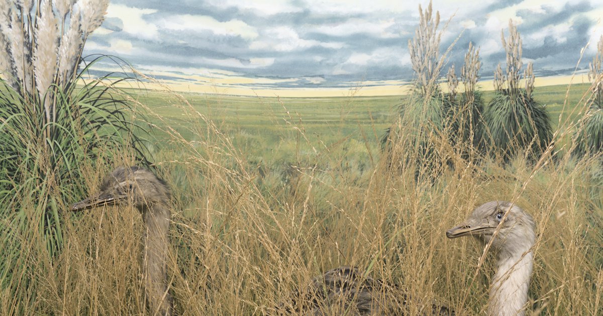 Un autruchon à Chicago - Médor